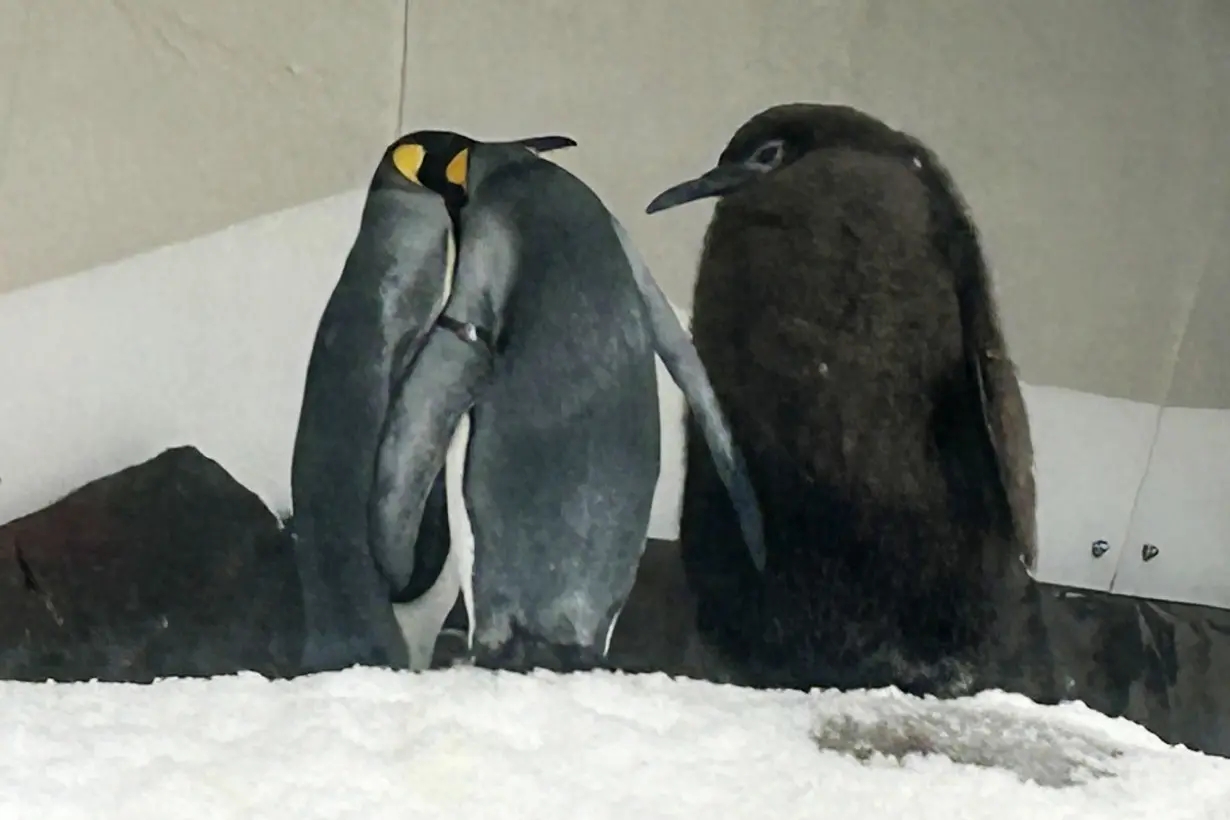 LA Post: Huge Australian king penguin chick Pesto grows into social ...
