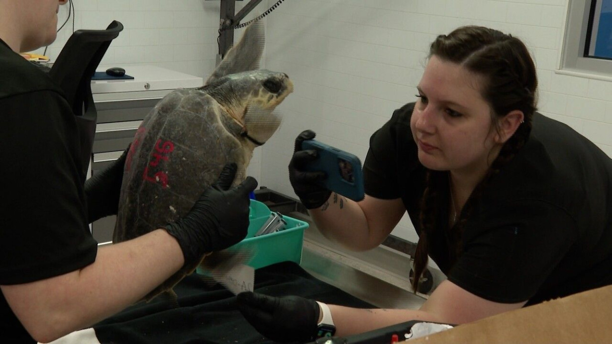 LA Post: Cold-stunned turtles flown to Corpus Christi for help at the Texas State Aquarium - The ...