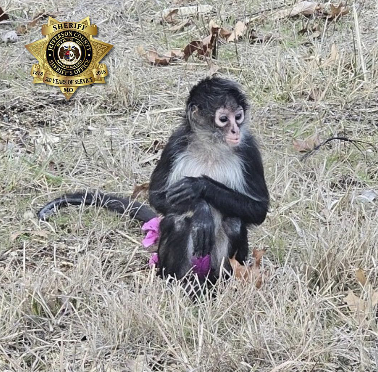 LA Post: Monkey in a tutu escapes from a home. Missouri sheriff's ...